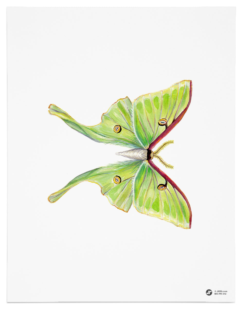 Moth 12 (Luna Moth) Art Print – J6R6